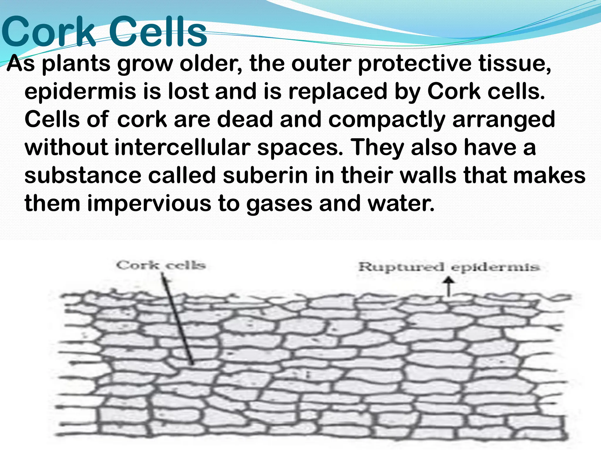 IX_BIOLOGY_6_1,PPT.pdfcvhjhhhhhhhhhhhggg | PDF