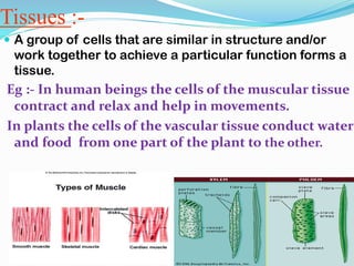 IX_BIOLOGY_6_1,PPT.pdfcvhjhhhhhhhhhhhggg | PDF