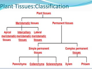 IX_BIOLOGY_6_1,PPT.pdfcvhjhhhhhhhhhhhggg | PDF