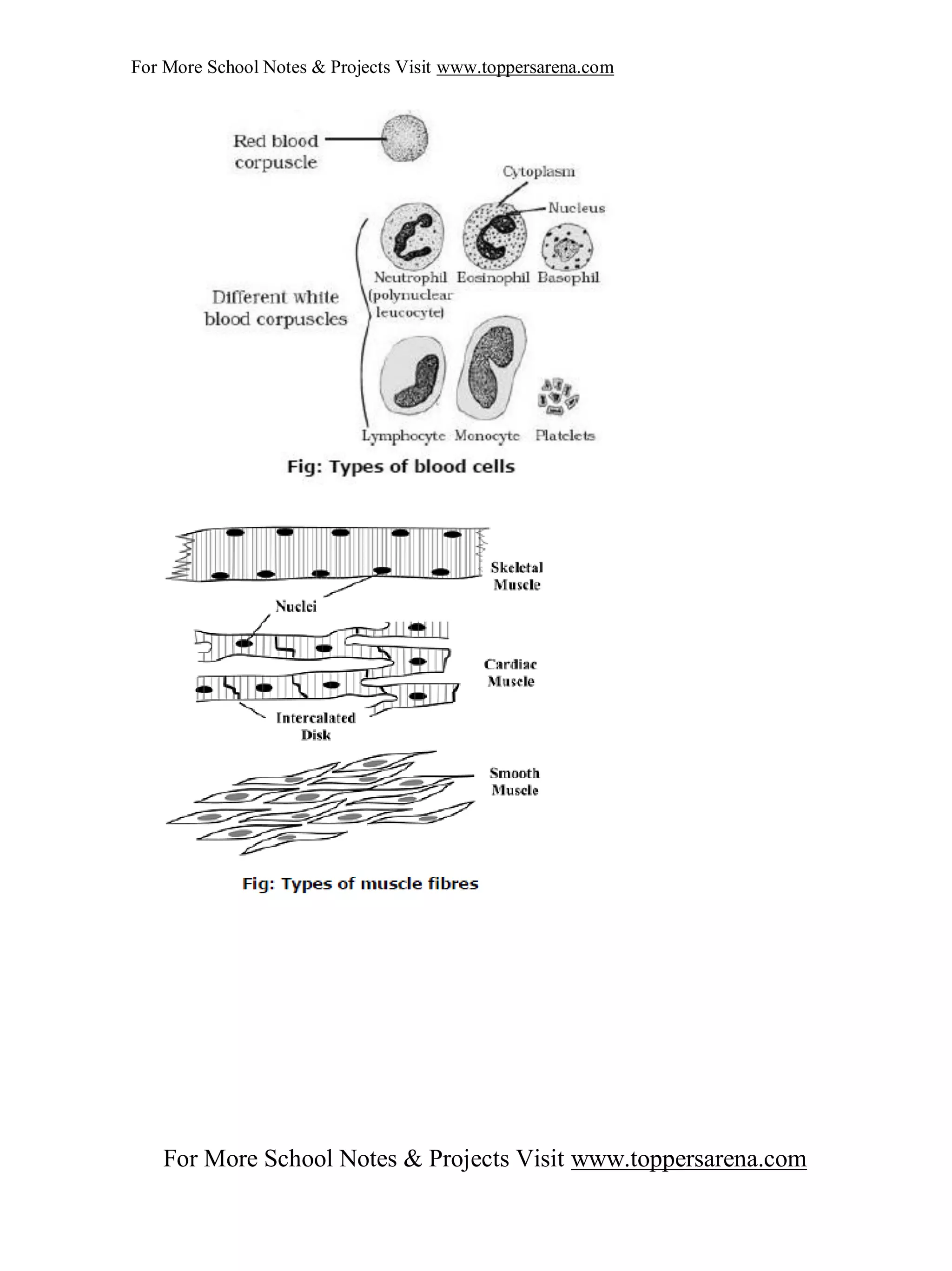 Ix biology full notes chapter 2 | PDF