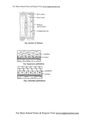 Ix biology full notes chapter 2 | PDF