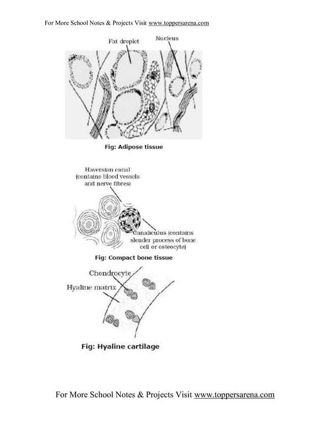 Ix biology full notes chapter 2 | PDF | Gardening | Home & Garden