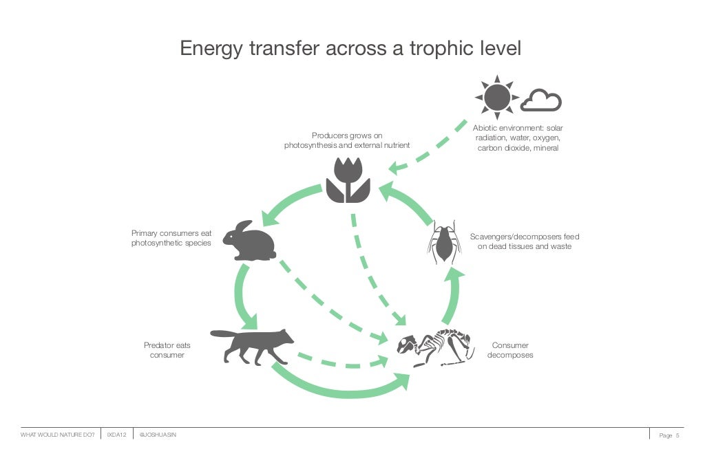 Energy transfer across a trophic