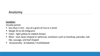 Parathyroid gland | PPTX