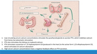 Parathyroid gland | PPTX