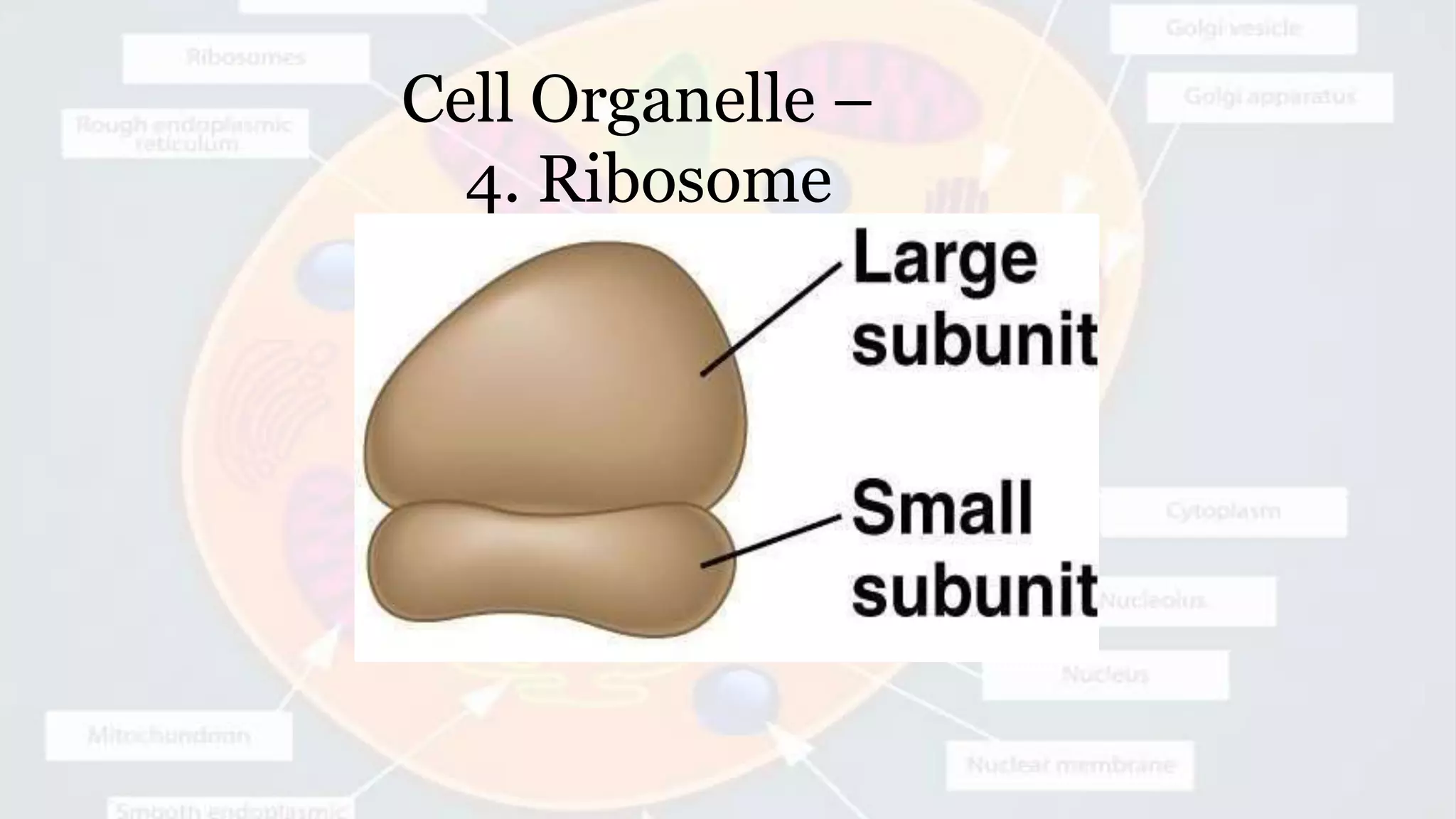 Ix ppt CELL- Fundamental unit of life | PPTX