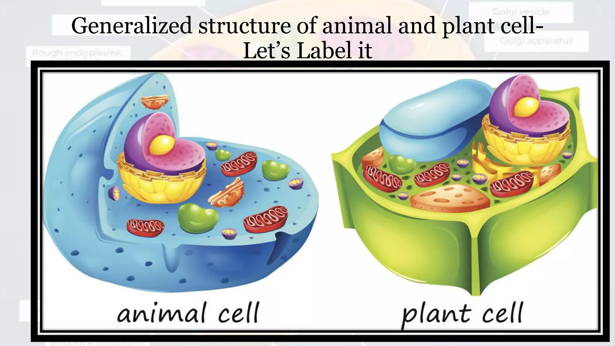 Ix ppt CELL- Fundamental unit of life | PPTX