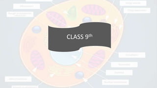 Ix ppt CELL- Fundamental unit of life | PPTX