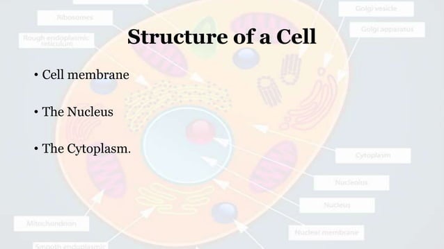 Ix ppt CELL- Fundamental unit of life | PPTX | Biological Sciences ...