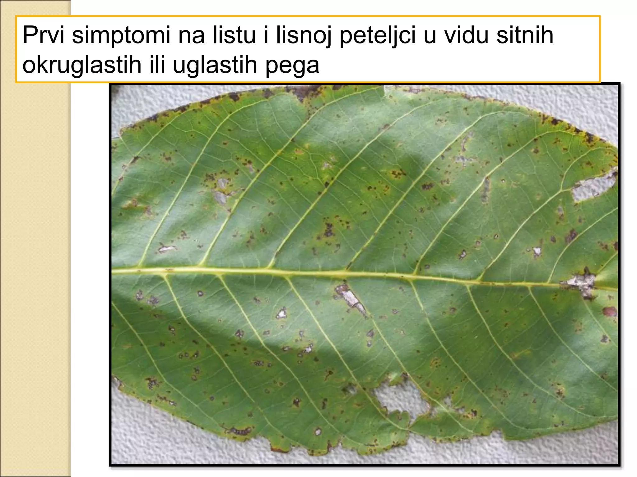 Ix vezba bol. jezgrastih vocaka 2017 | PPTX