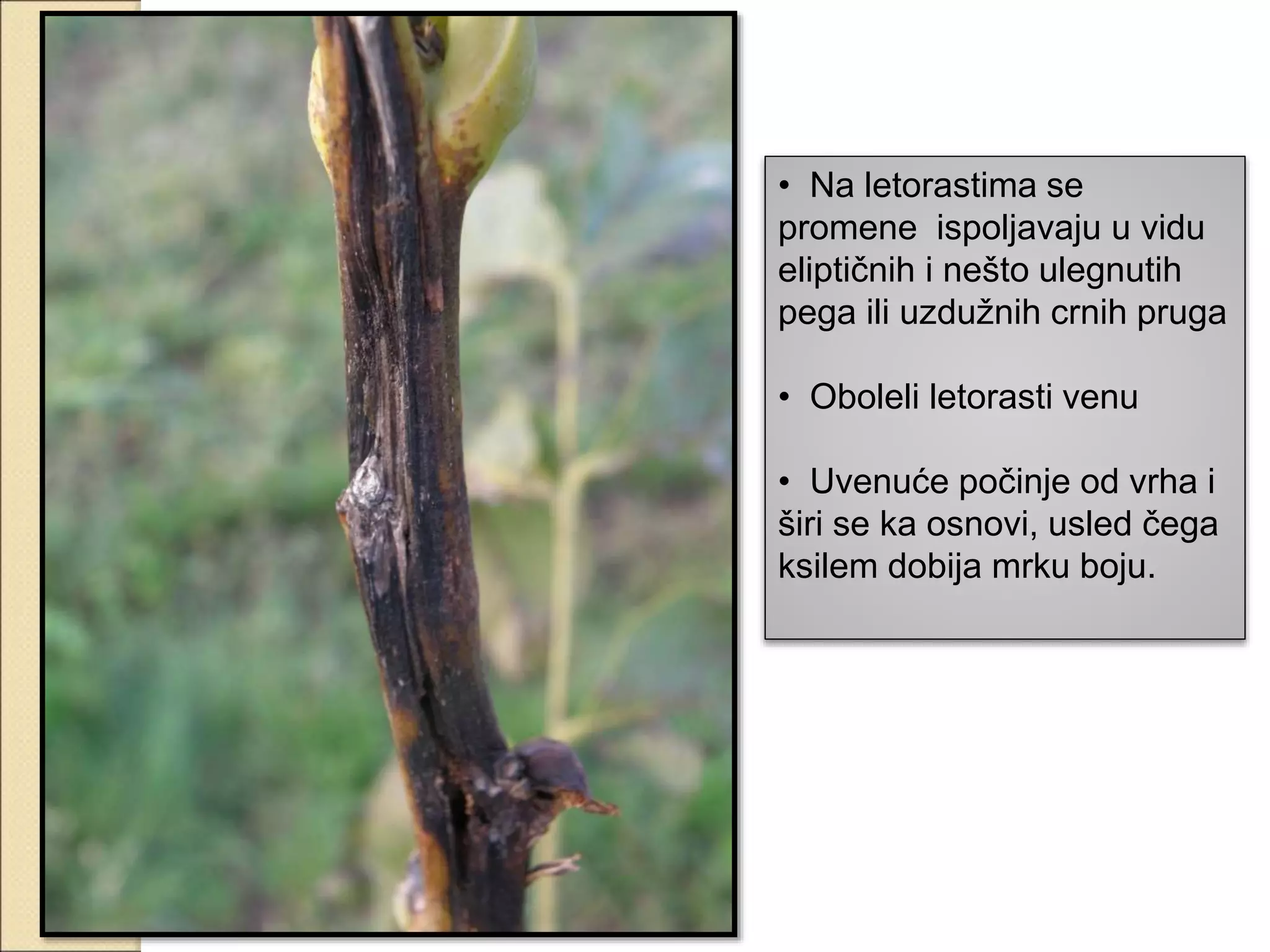 Ix vezba bol. jezgrastih vocaka 2017 | PPTX