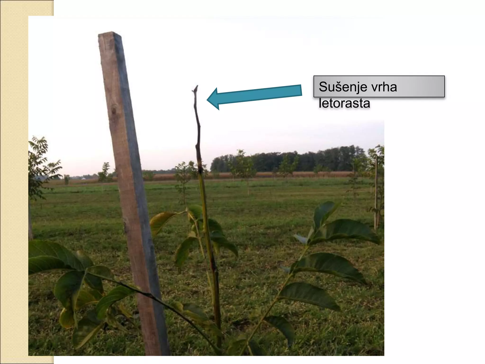 Ix vezba bol. jezgrastih vocaka 2017 | PPTX