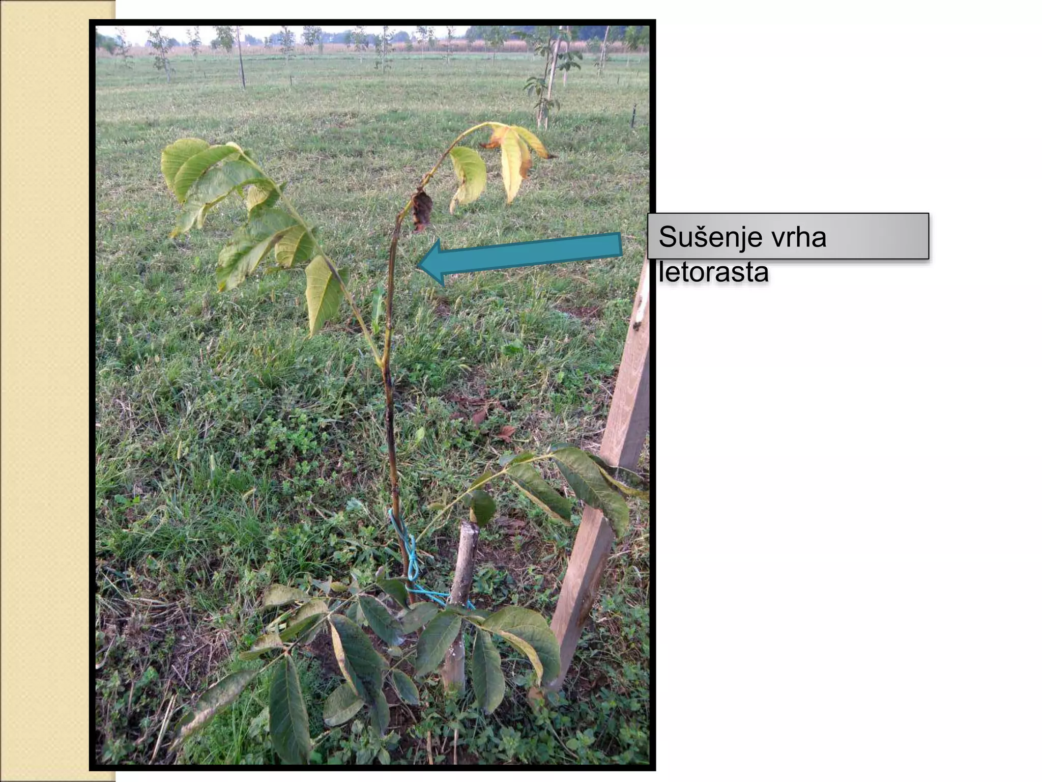 Ix vezba bol. jezgrastih vocaka 2017 | PPTX