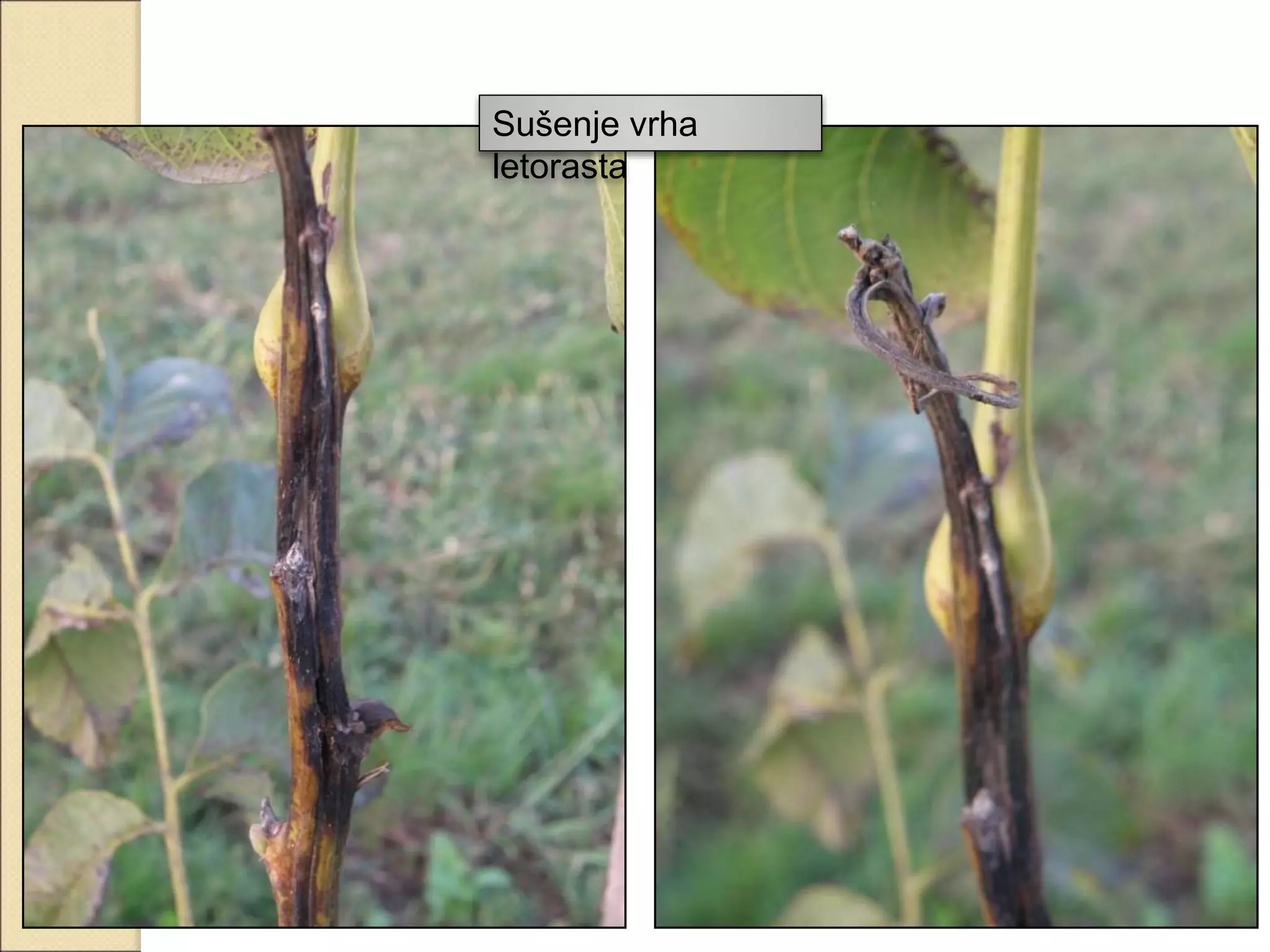 Ix vezba bol. jezgrastih vocaka 2017 | PPTX