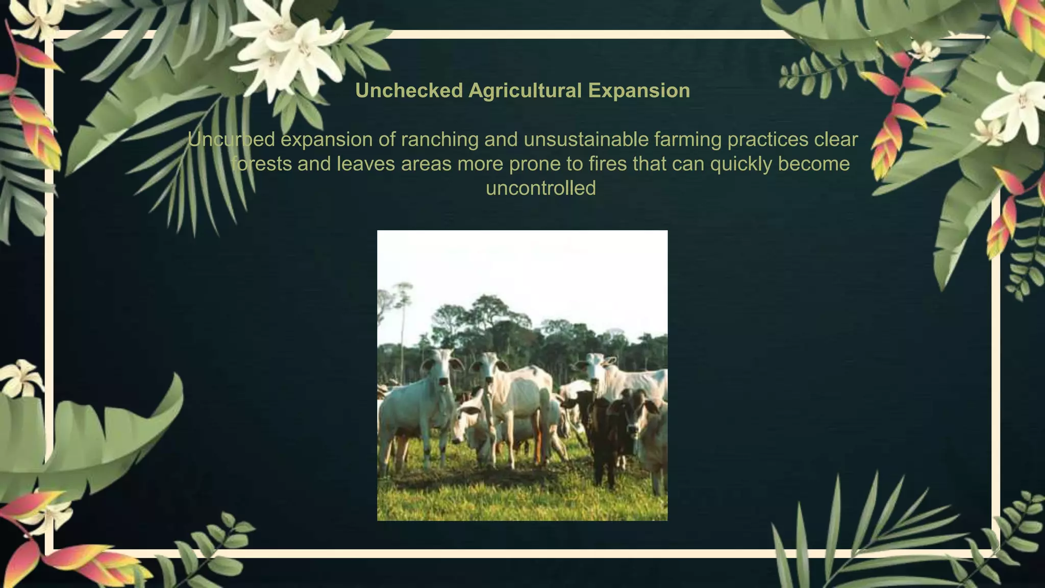 Amazon rainforest.pptx