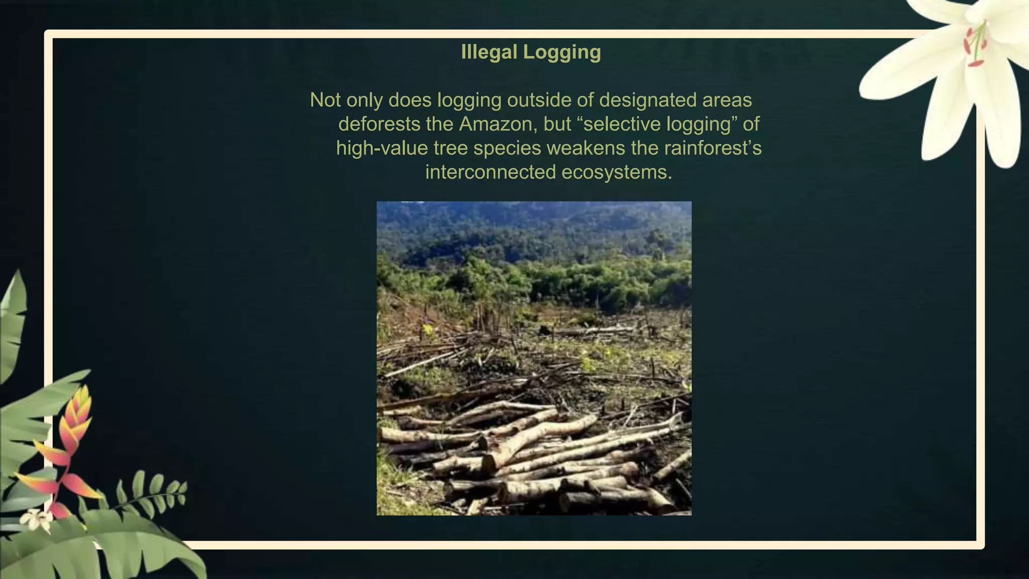 Amazon rainforest.pptx