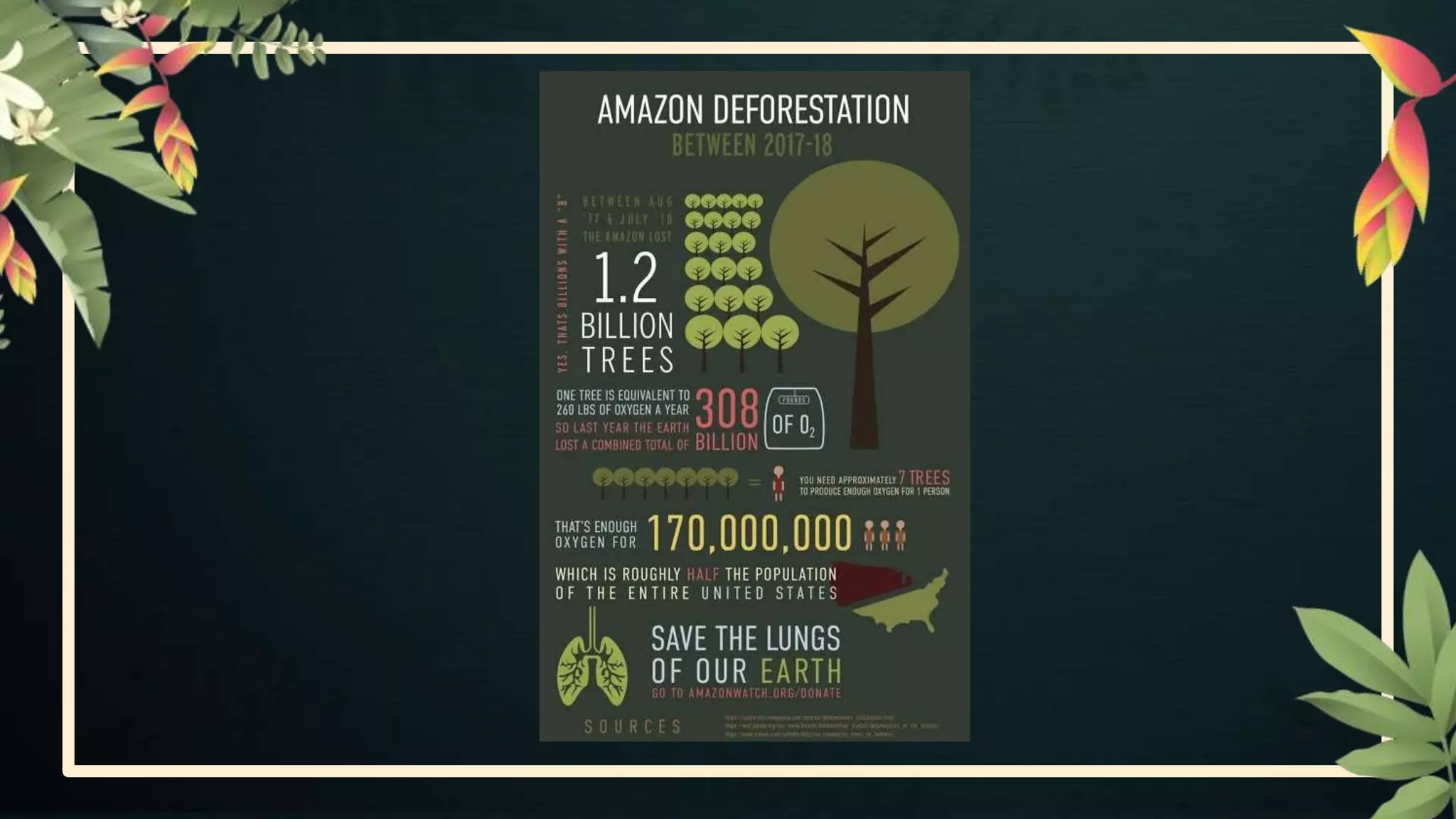 Amazon rainforest.pptx