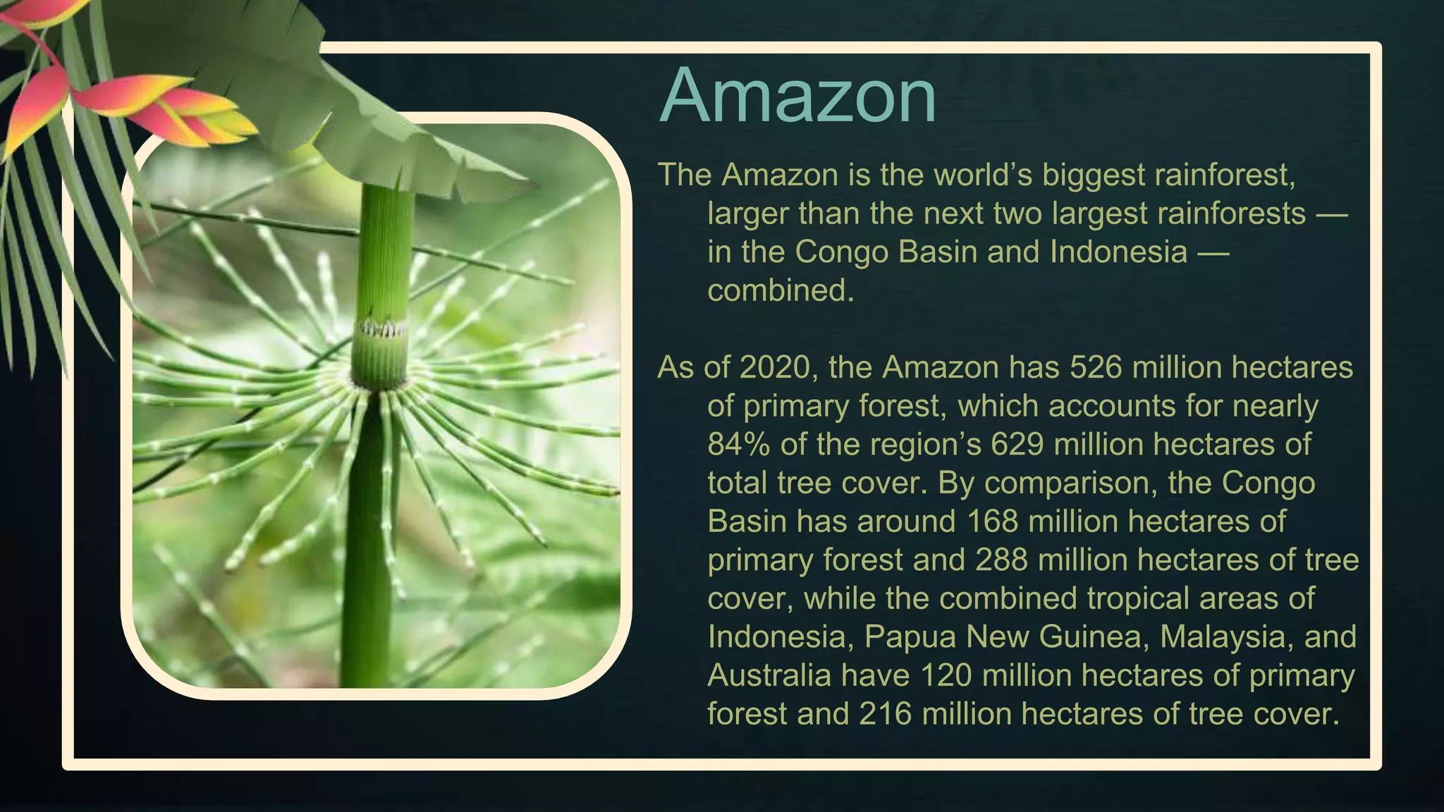 Amazon rainforest.pptx