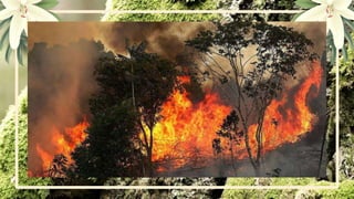 Amazon rainforest.pptx