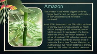 Amazon rainforest.pptx