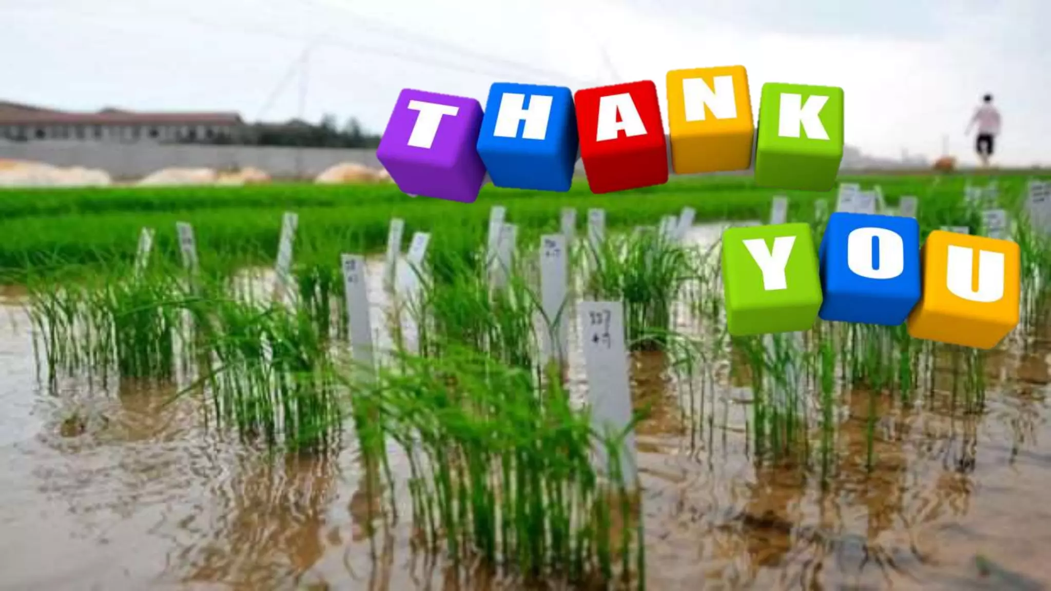 Genetically modified crops a boon for nature | PPTX