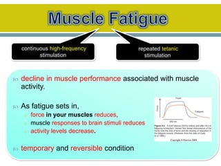 Skeletal Muscle Fatigue and Cellular Mechanisms | PPTX