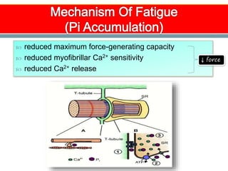 Skeletal Muscle Fatigue and Cellular Mechanisms | PPTX