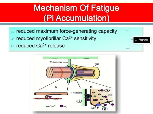 Skeletal Muscle Fatigue and Cellular Mechanisms | PPTX