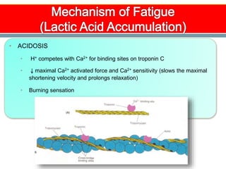 Muscle Fatigue Lactic Acid