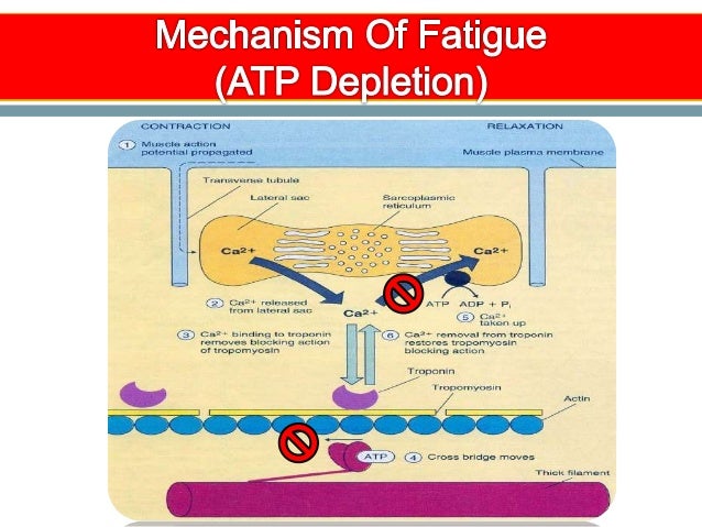 Skeletal Muscle Fatigue and Cellular Mechanisms