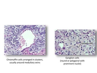 Chromaffin Cells Histology
