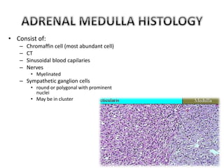 Chromaffin Cells Histology