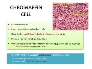 Chromaffin Cells Histology