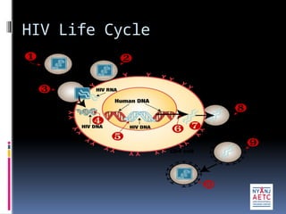 HIV and AIDS,clinical features and management.pptx
