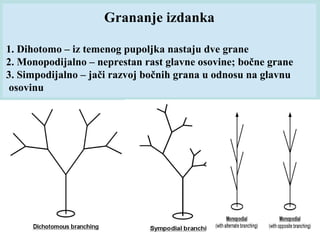 Izdanak | PPT