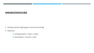 Izinhlobo Zamabizo (Types of Nouns) IsiZulu Ibanga 8 | PDF