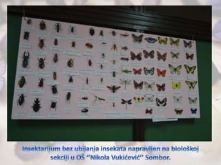 Izrada zbirke insekata | PPTX