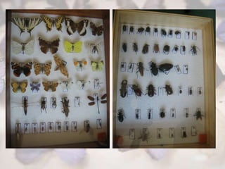 Izrada zbirke insekata | PPTX