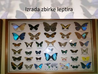 Izrada zbirke insekata | PPTX