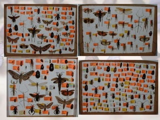 Izrada zbirke insekata | PPTX