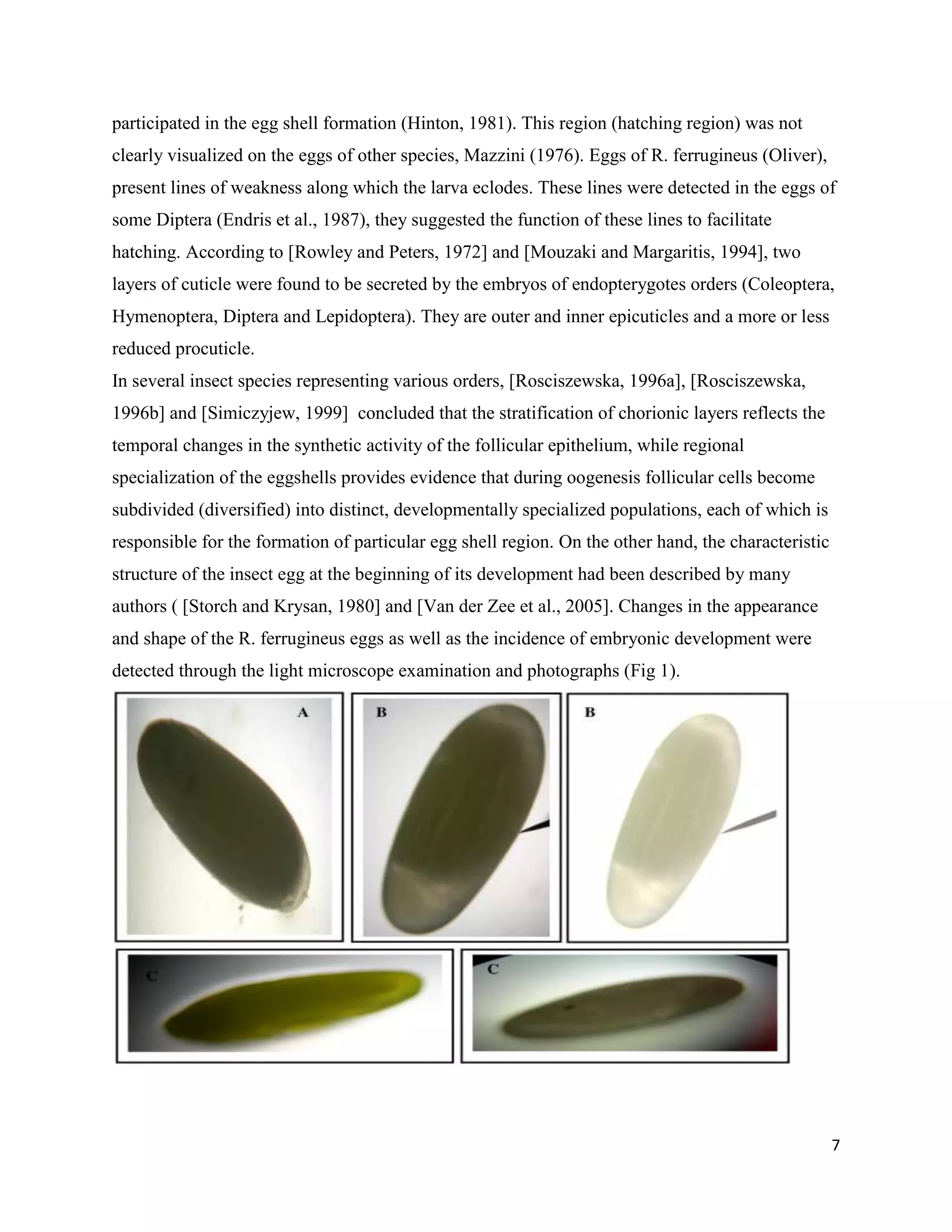 Morphology of the Egg Shell and the Developing Embryo of the Red Palm ...