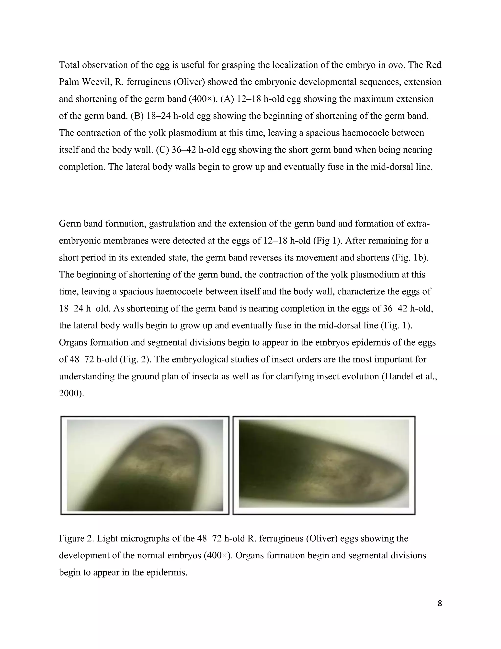 Morphology of the Egg Shell and the Developing Embryo of the Red Palm ...