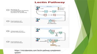 complement system activation and regulation and its types | PPT