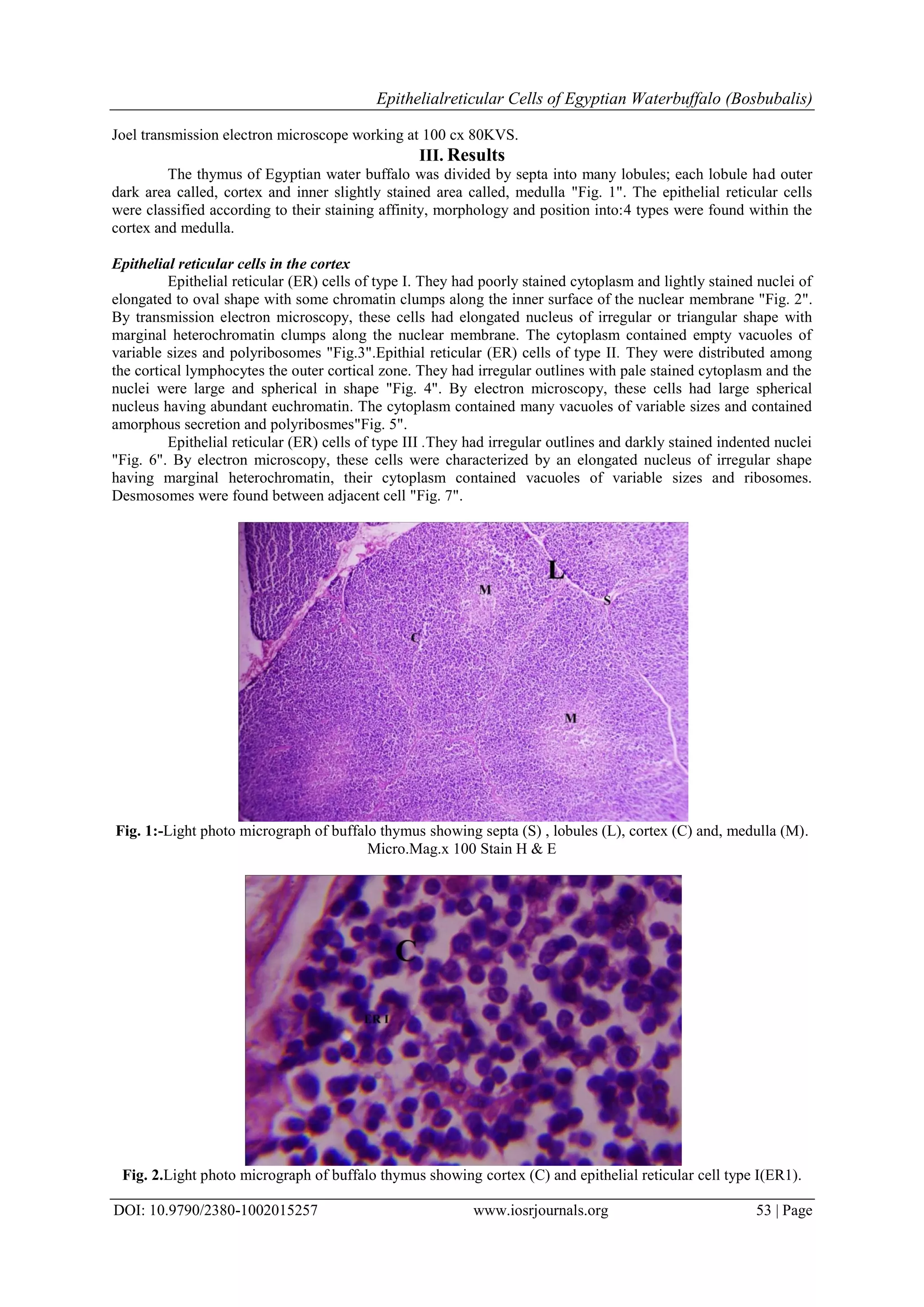 Epithelial reticular Cells of Egyptian Water buffalo (Bosbubalis) | PDF
