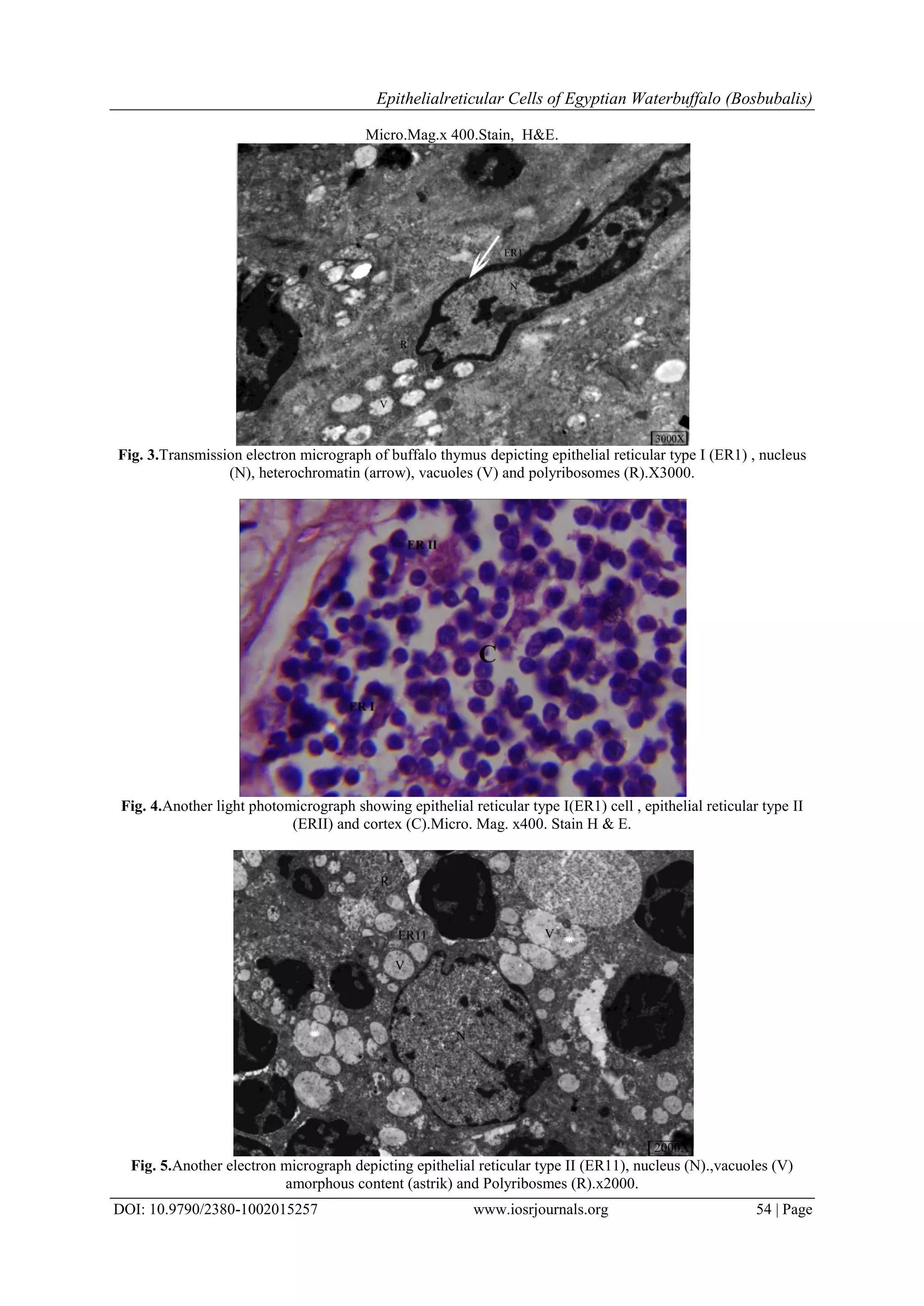 Epithelial reticular Cells of Egyptian Water buffalo (Bosbubalis) | PDF