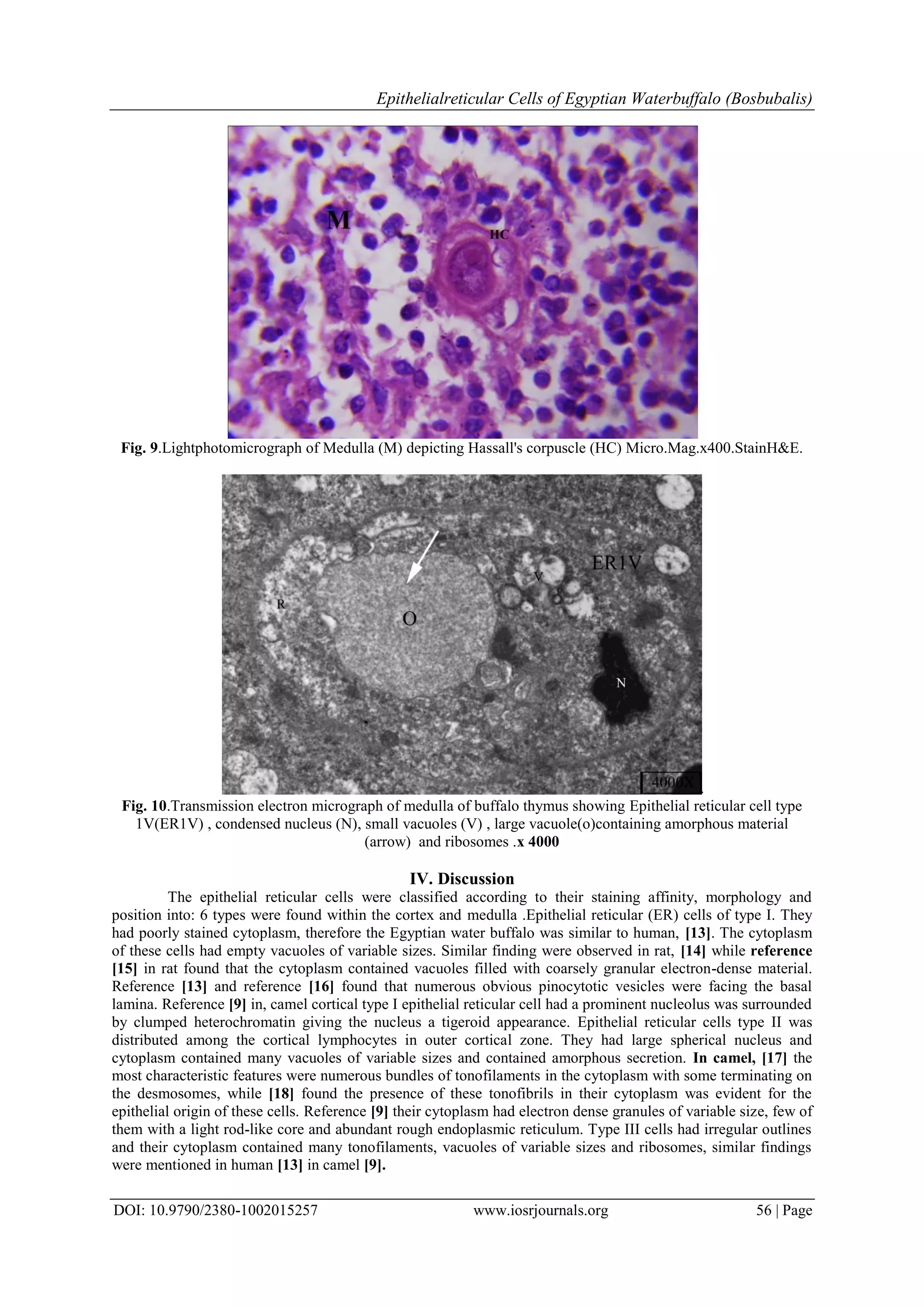 Epithelial reticular Cells of Egyptian Water buffalo (Bosbubalis) | PDF