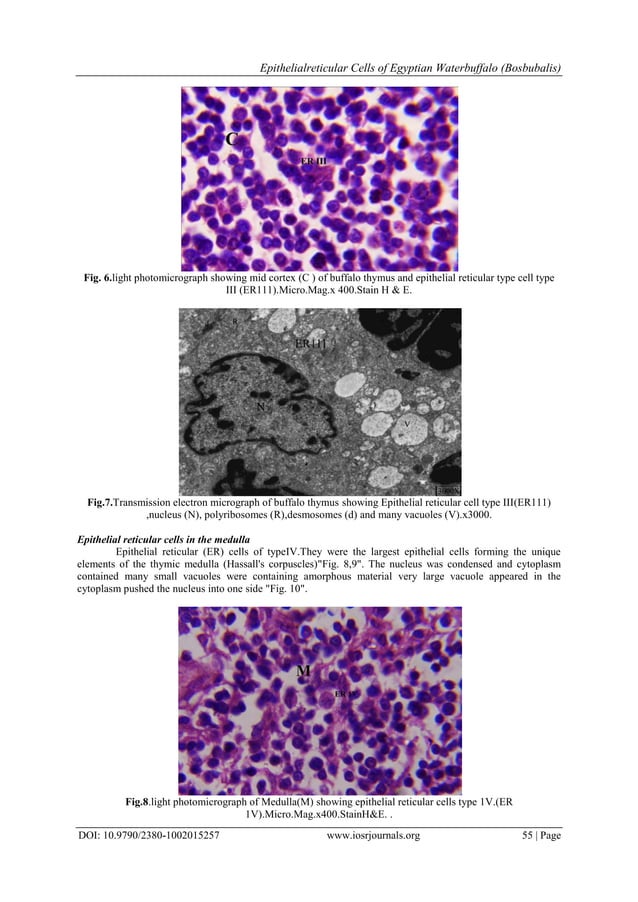 Epithelial reticular Cells of Egyptian Water buffalo (Bosbubalis) | PDF