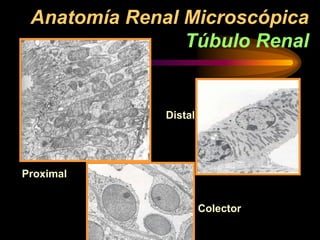 ANATOMIA_Y_FISIOLOGIA_RENAL.pdf