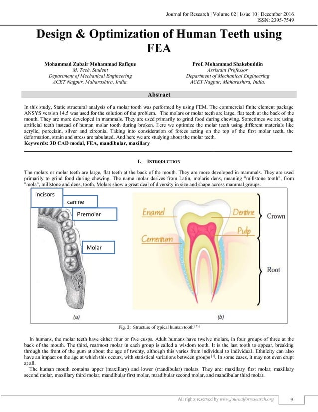DESIGN AND OPTIMIZATION OF HUMAN TEETH USING FEA | PDF