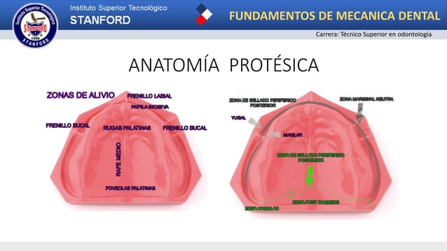 ANATOMÍA Y FISIOLOGÍA DEL EDÉNTULO COMPLETO | PPTX